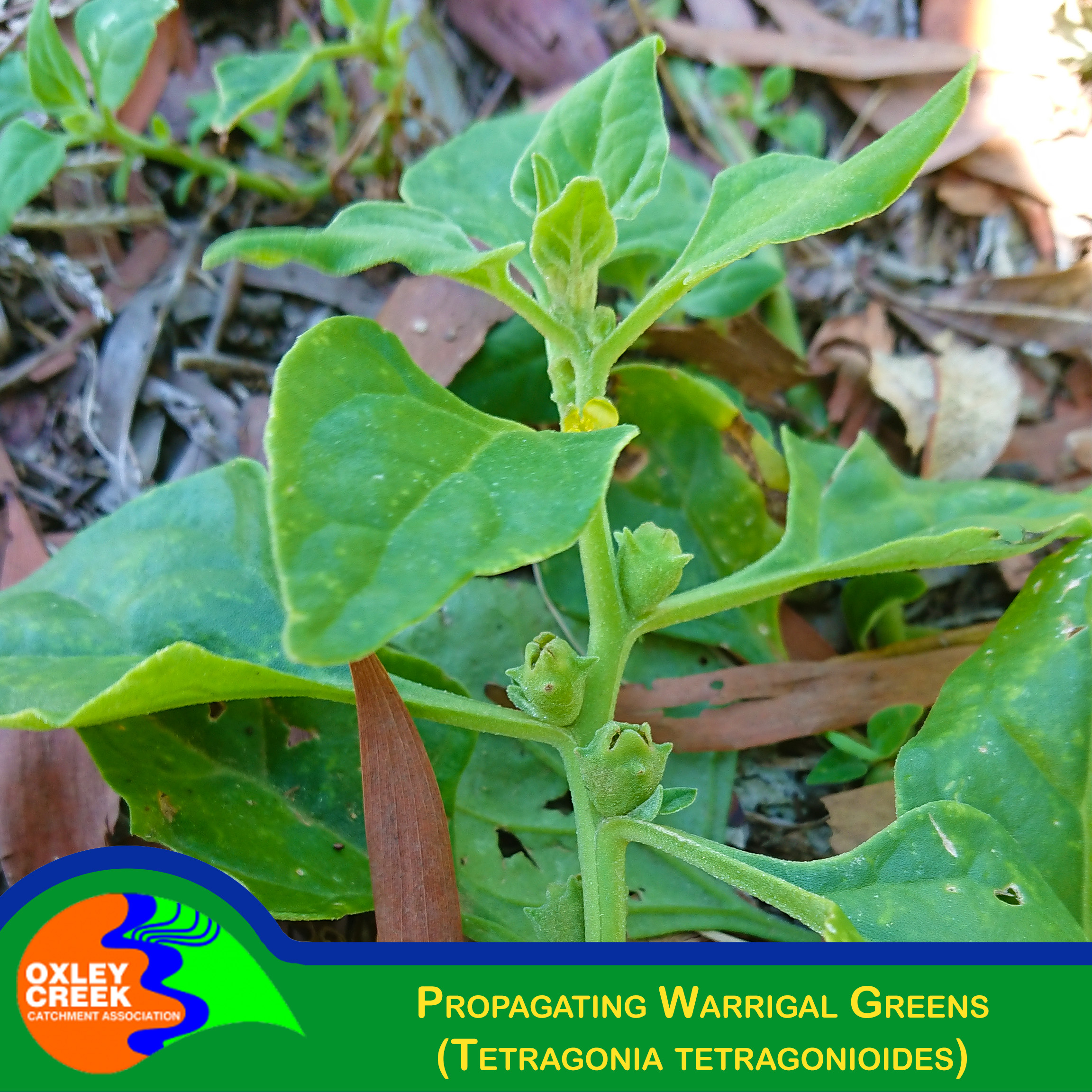 Warrigal Greens (Tetragonia tetragonioides)
