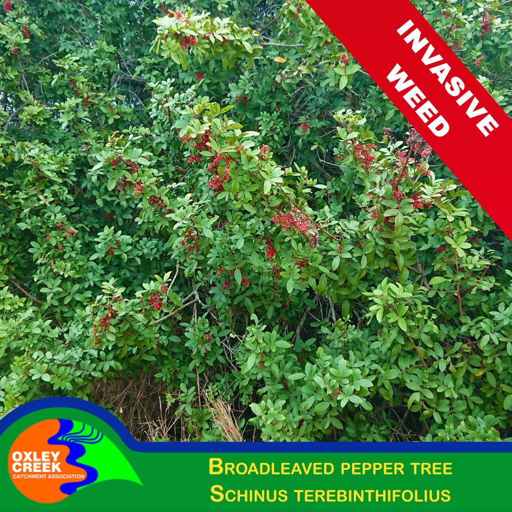 The Broad-leaved pepper tree (Schinus terebinthifolius) – Oxley Creek ...