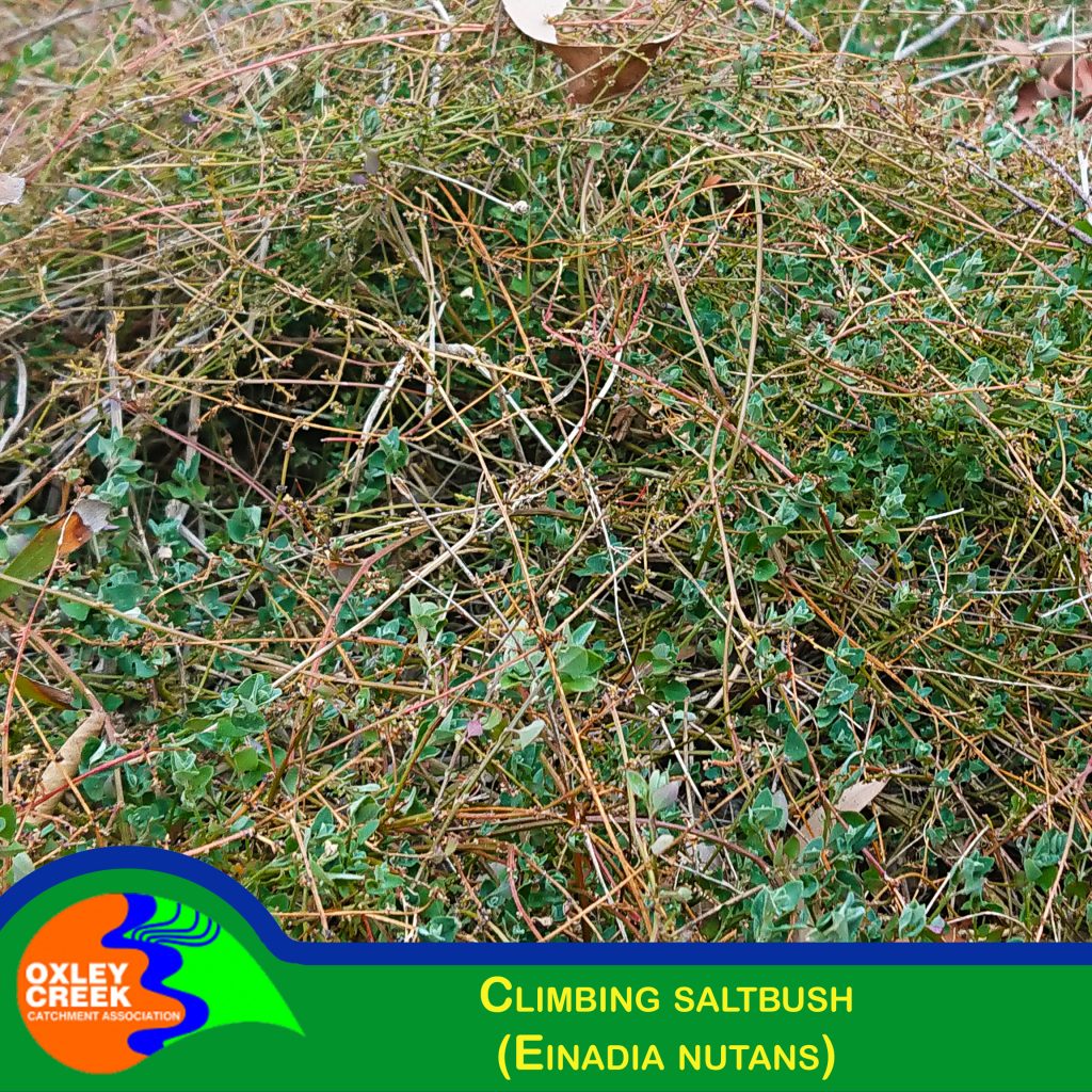 Climbing saltbush (Einadia nutans)