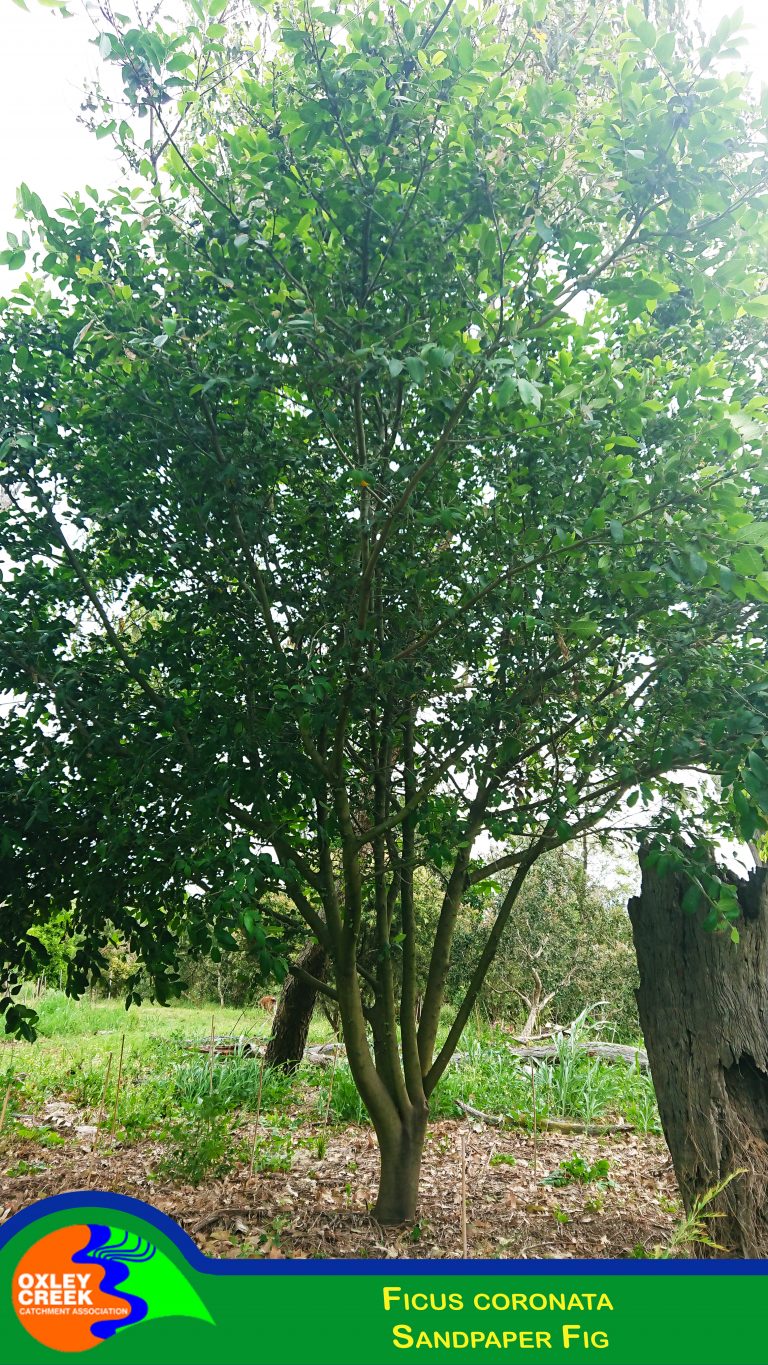 Sandpaper Fig (Ficus coronata)