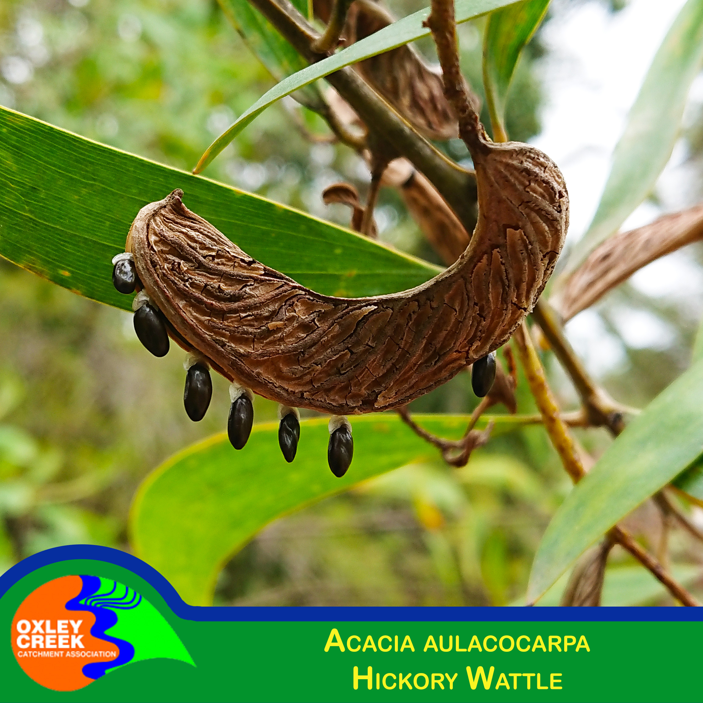 Hickory Wattle (Acacia aulacocarpa)