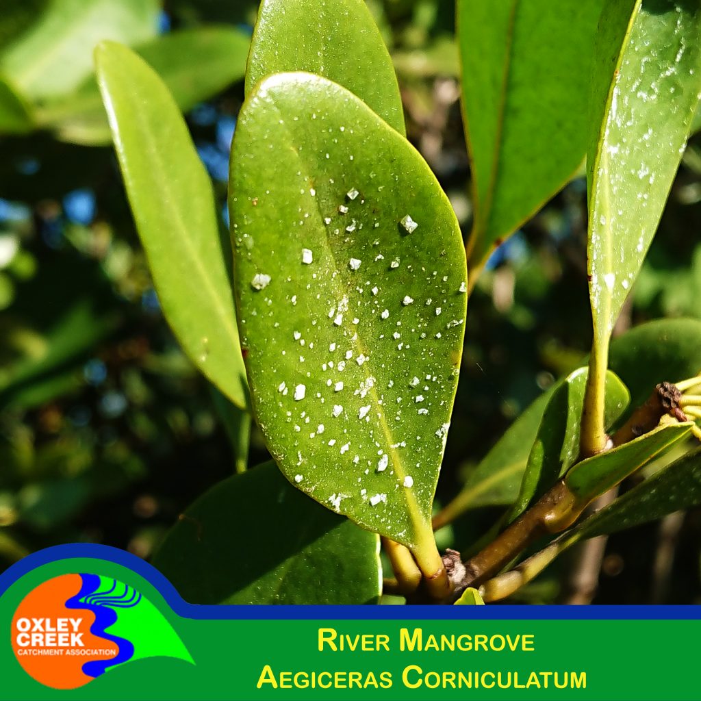 River Mangrove (Aegiceras corniculatum – Oxley Creek Catchment Association