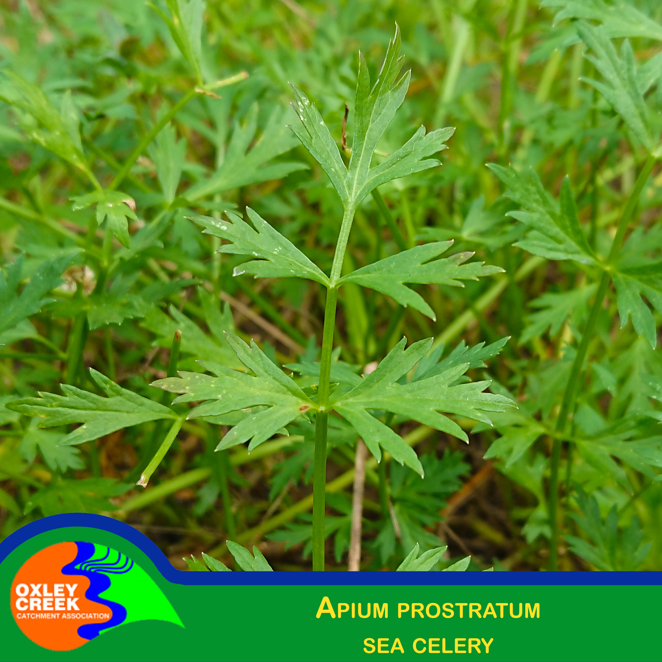 Sea Celery (Apium prostratum)