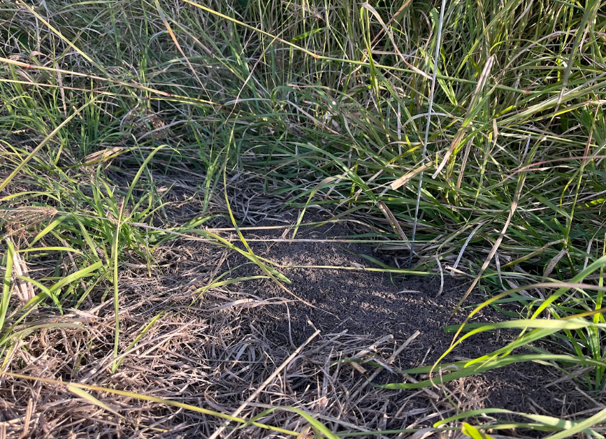 Fire Ant Information